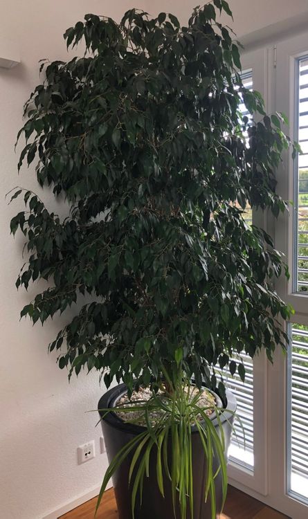 Fabelhafte Ficus Benjamini Allergie Fotos