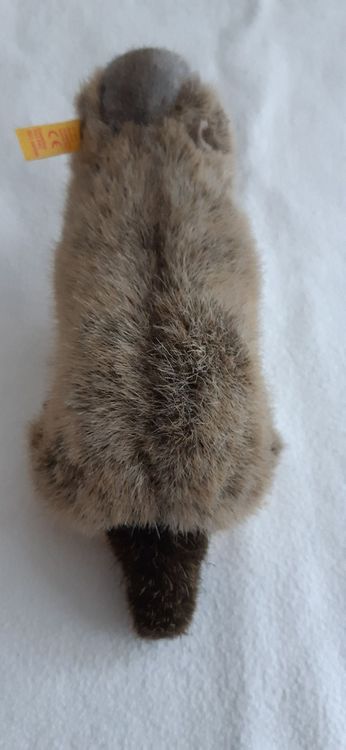 Original Steiff Murmeli marmottes Kult (Neu (gemäss Beschreibung)) in ...