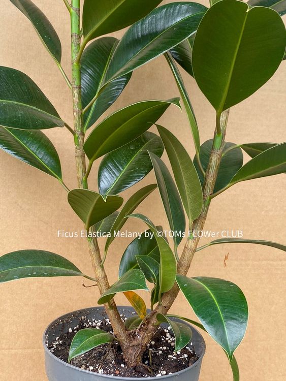 Ficus Elastica Melany 90-100cm (Neu (gemäss Beschreibung)) in Adliswil ...