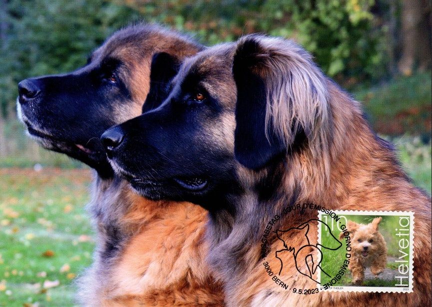 Maximumkarte Süsse Tiere - Hund (Neu (gemäss Beschreibung)) in Dottikon für CHF 4 – mit ...