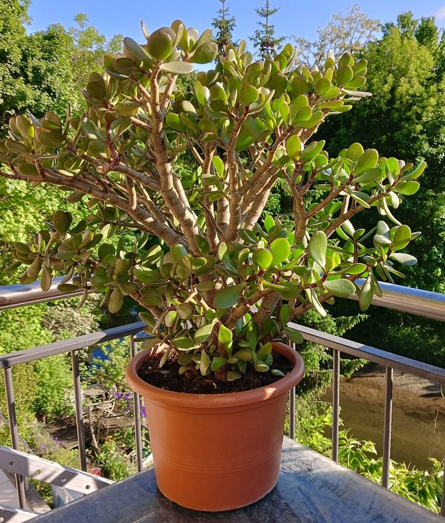 Geldbaum - Crassula ovata siehe Bilder (Neu (gemäss Beschreibung)) in ...