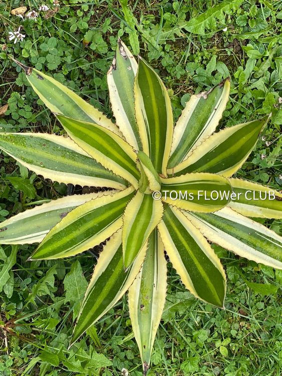Agave Lophantha Variegata Quadricolor - modern & dekorativ (Neu und originalverpackt) in ...