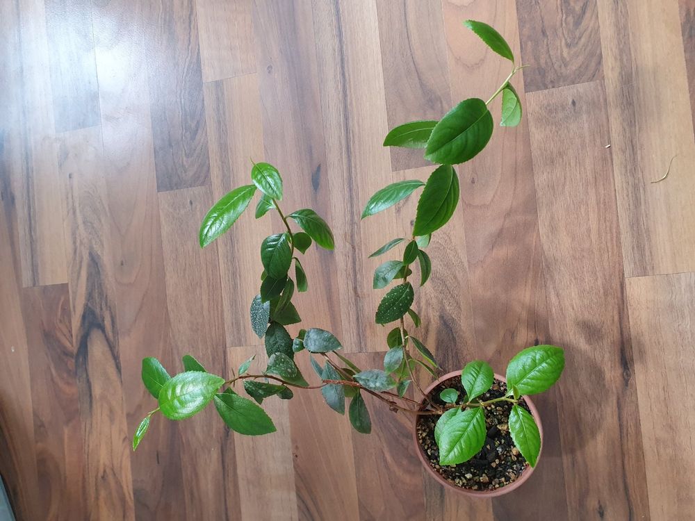 Catha edulis (Gebraucht) in Diessenhofen für CHF 15 – nur Abholung auf ...