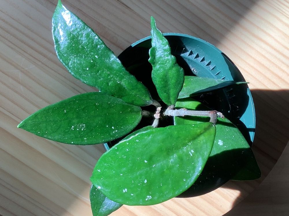 Hoya carnosa, Wachsblume, Porzellanblume selber gezogen | Kaufen auf ...