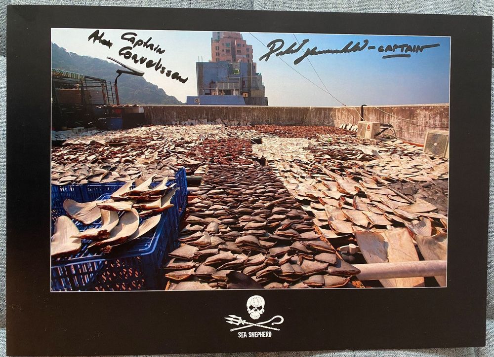 Poster von Sea Shepherd (Gebraucht) in Besazio für CHF 25 – mit ...