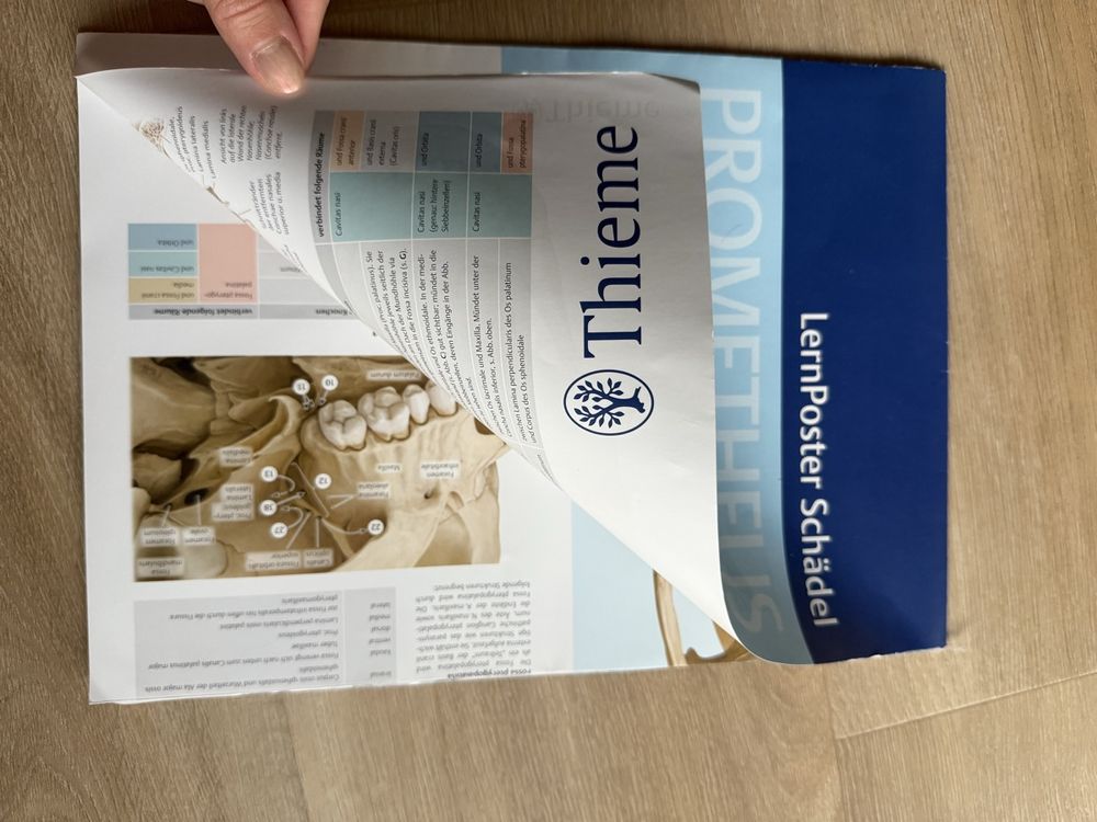 Prometheus Lernposter Schädel - Anatomie Wissen für Studium! (Neu ...