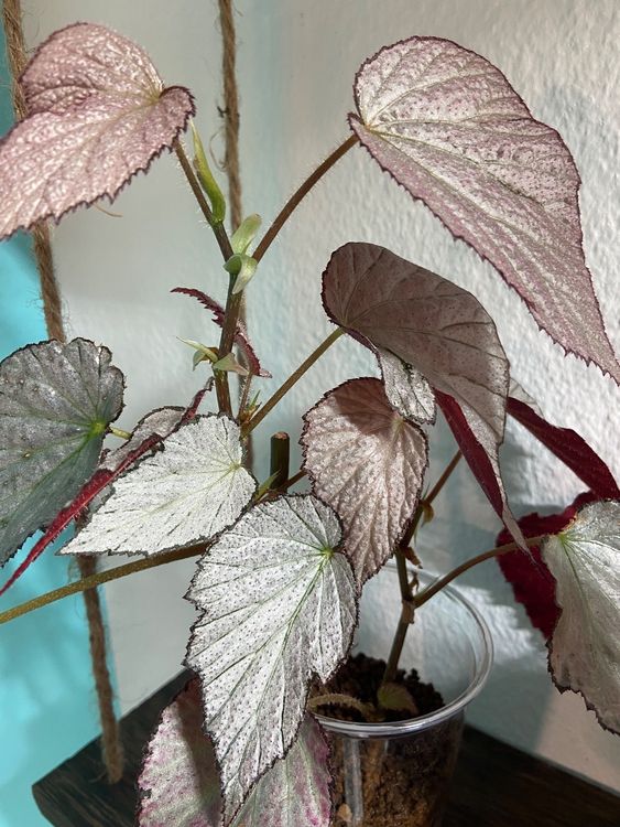 Begonia “Two Face” Ableger (Gebraucht) in Zürich für CHF 25 – mit ...