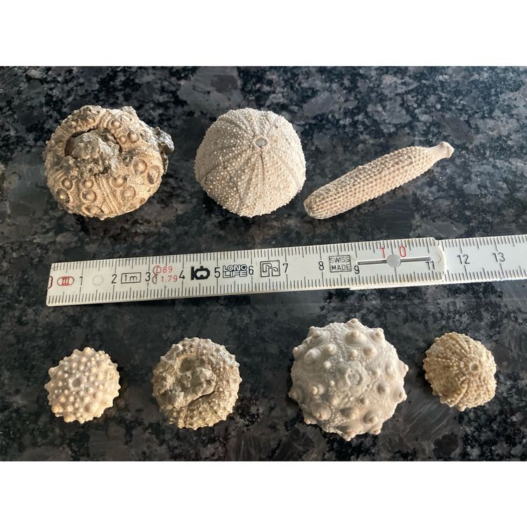 Versteinerte Seeigel Fossilien Versteinerung (Gebraucht) in Abtwil AG ...