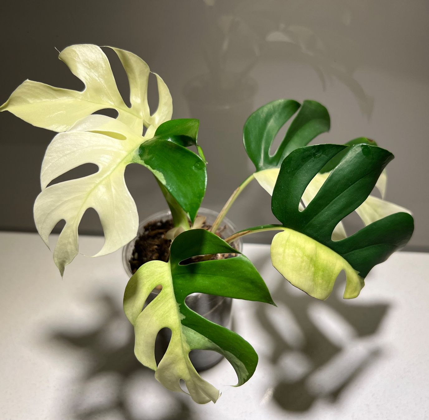 🔥Monstera Minima Variegata (Gebraucht) in Glattpark(Opfikon) für CHF 42 ...