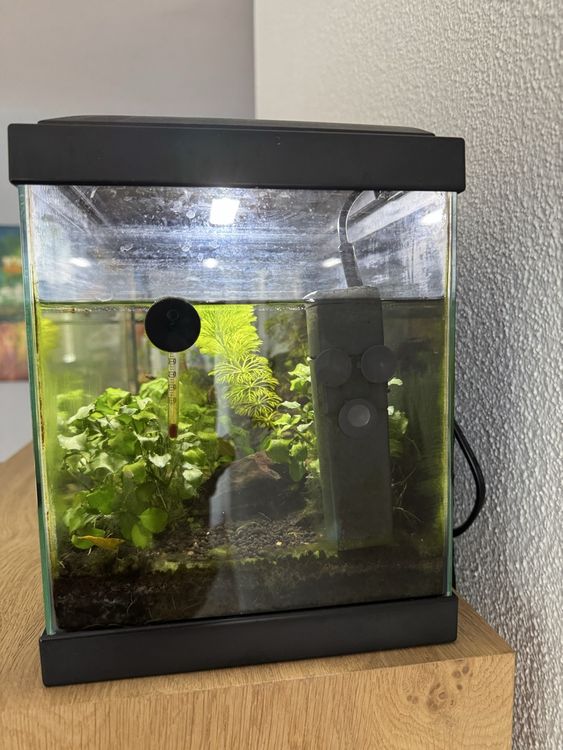Kleines Aquarium - Komplett , mit 4-6 Garnellen (Gebraucht) in Fällanden für CHF 69 – nur ...