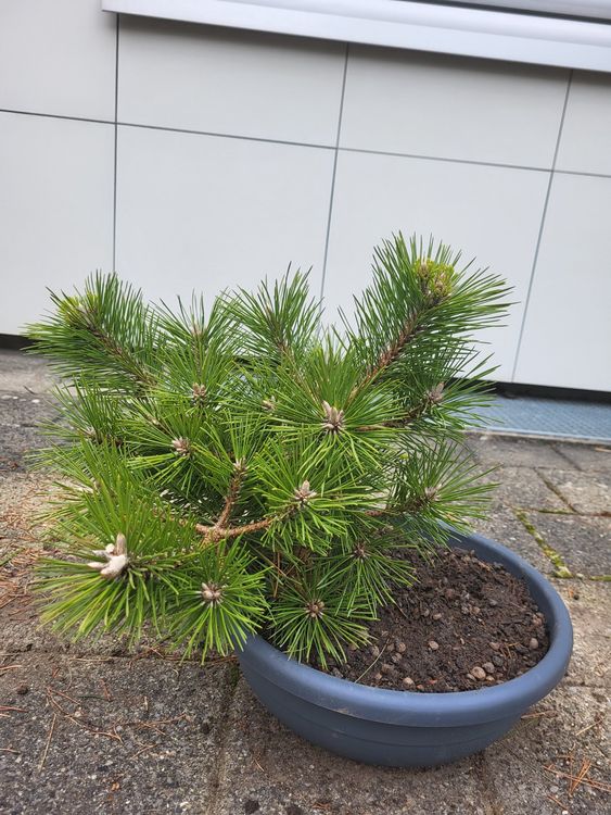 Pinus thunbergii Banshosho, Japanische Schwarzkiefer, Zwerg | Kaufen ...