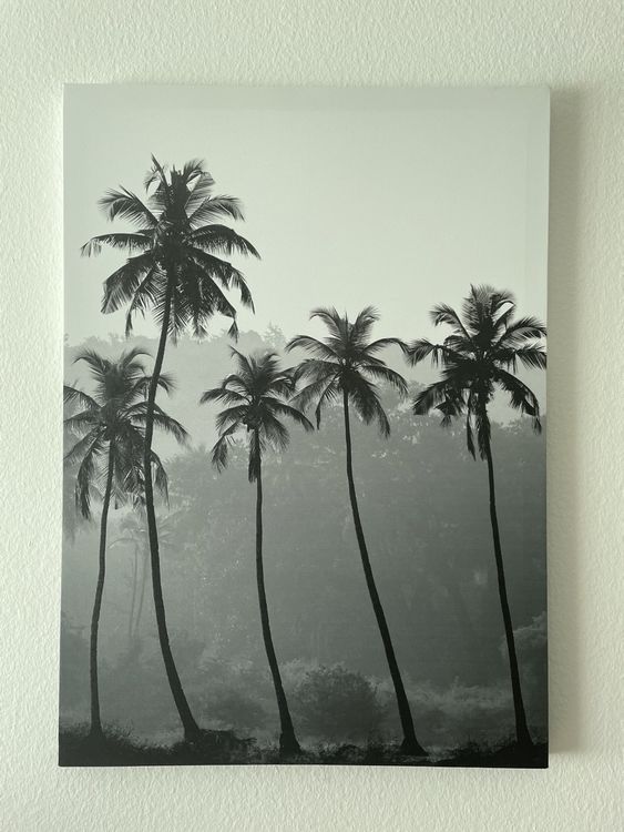Bild Palmen | Kaufen auf Ricardo