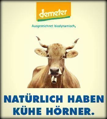 Bio Kefir Pilz in Demeterqualität - 50g (Neu und originalverpackt) in ...