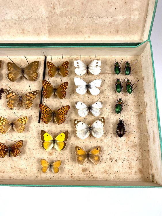 1921 / Deyrolle Museum Exotic Butterfly & Beetle Collection | Kaufen ...