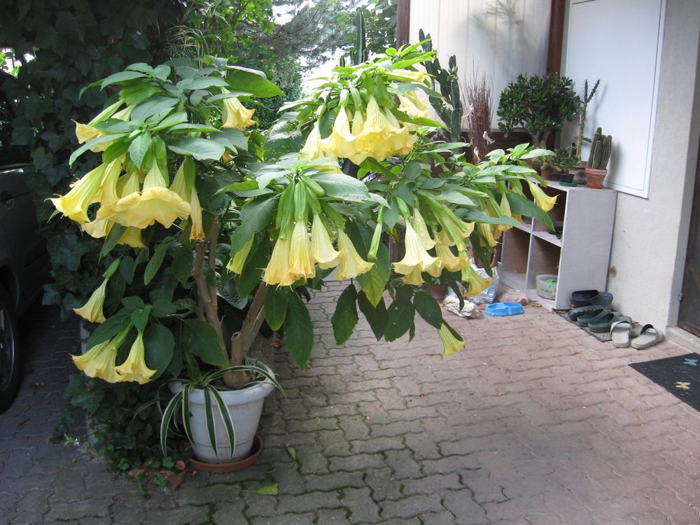 Dantura Engelstrompete gelb 50 % (Preisreduktion 1/2 Pr (Neu (gemäss ...