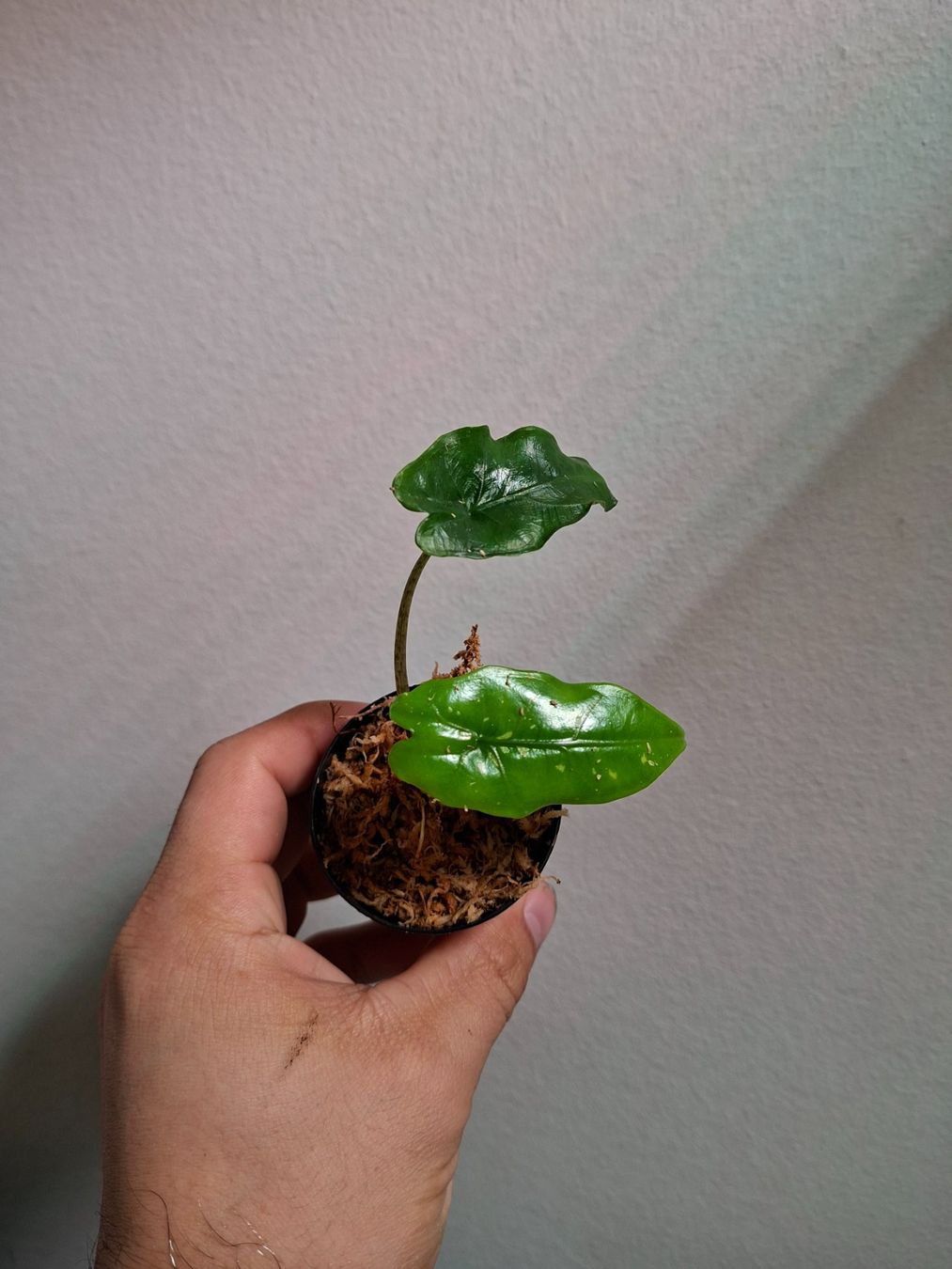 Alocasia boyceana (Neu (gemäss Beschreibung)) in Fahrweid für CHF 4 ...