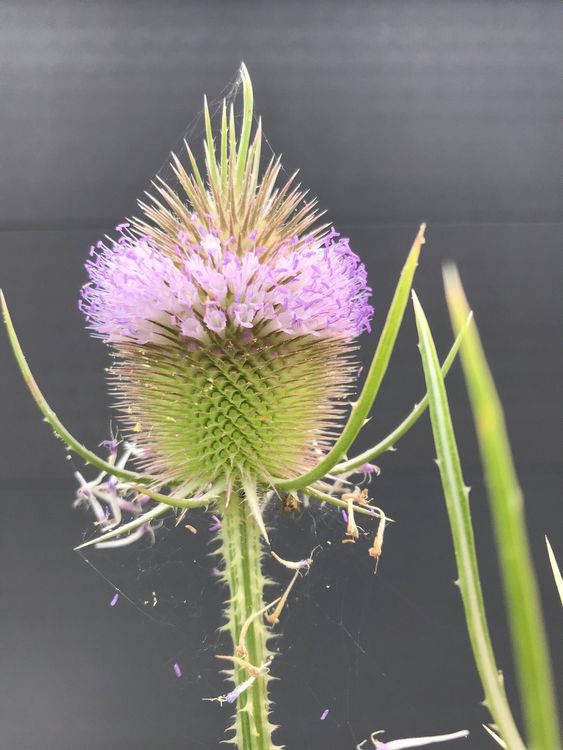 WEBER-KARDE - KARDENDISTEL/ KARDE -DIPSACUS FULLONUM - LILA (Neu ...