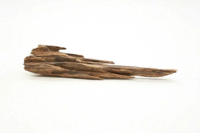 1g Adlerbaum / Agarholz / Oud (Aquilaria malaccensis) (Neu und ...