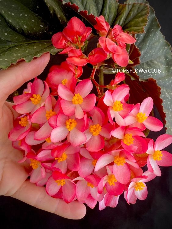 Begonia Lucerna / Corallina de Lucerna / Angel Wing Begonia | Kaufen ...