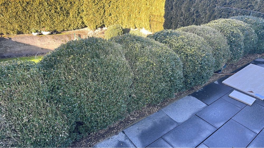 Buchsbaum Buxus Evergreen (Pick Up Only) (Gebraucht) in Erlenbach ZH ...