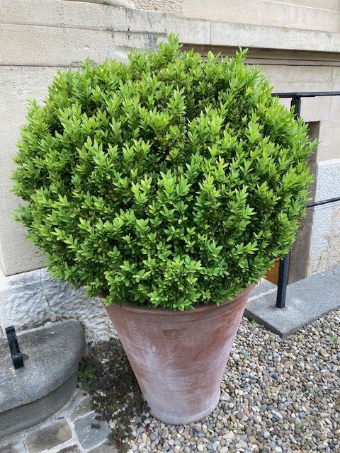 IMPRUNETA TERRACOTTA TOPF Florenz, H ca. 50 cm (Gebraucht) in Zürich für CHF 190 – nur Abholung ...