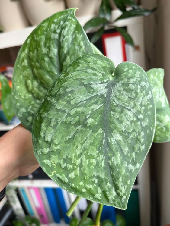 Rare Scindapsus Silver Splash (Gebraucht) in für CHF 26 – mit Lieferung ...
