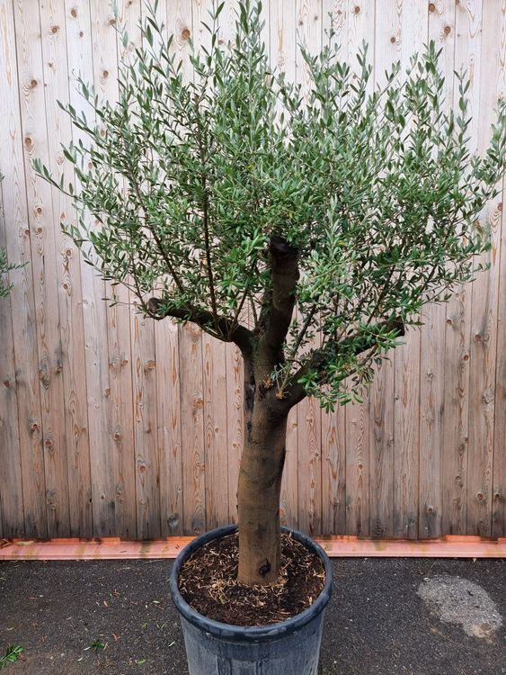Olivenbaum winterhart (Neu (gemäss Beschreibung)) in Matten bei Interlaken für CHF 134 – nur ...