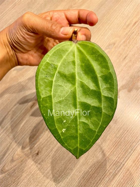 Hoya Sarawak Cream Flower - Ableger 6 | Kaufen auf Ricardo