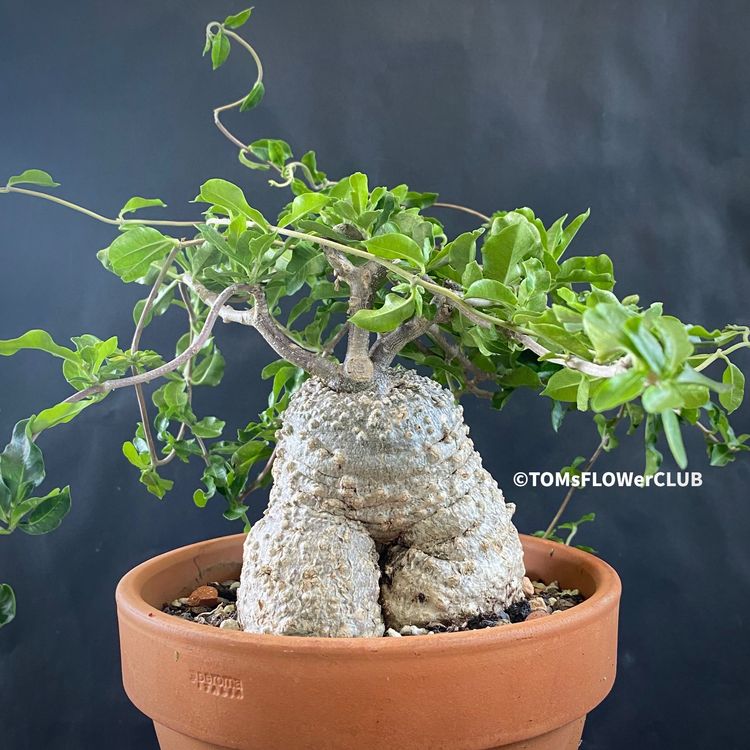 Fockea Edulis III (Neu (gemäss Beschreibung)) in Adliswil für CHF 319 ...