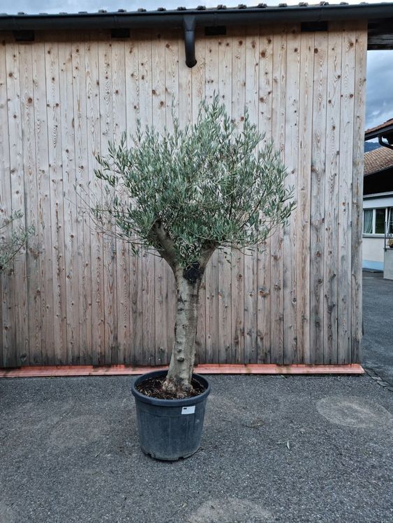 Olivenbaum winterhart | Kaufen auf Ricardo