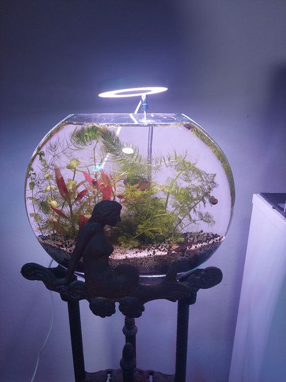 Fishbowl Art Deco aus der 1930er Jahren, äusserst selten (Gebraucht) in ...
