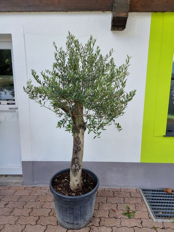 Olivenbaum winterhart | Kaufen auf Ricardo