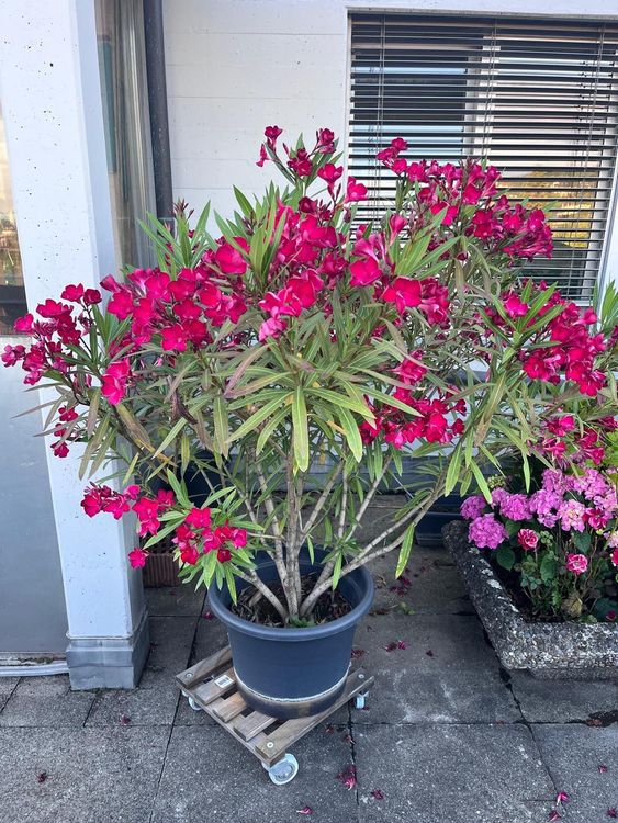 Oleander Pflanze (Gebraucht) in Zürich für CHF 99 – nur Abholung auf ...