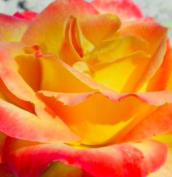 Rose Polyantha "TRANDAFIR" Farbe FLAMME (Stamm + 50cm Wurzel | Kaufen ...