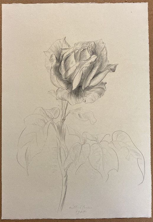 Zeichnung die Rose, signiert Hans Wullschleger (ID b353) (Gebraucht) in Gelterfingen für CHF 5 ...