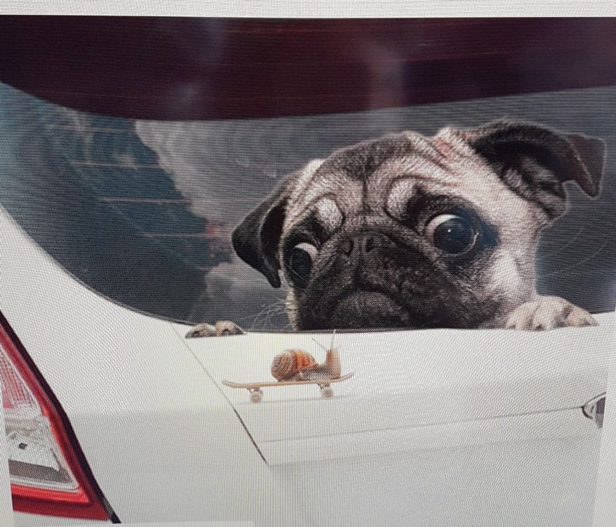 MOPS - Auto Aufkleber - 23 x 13 cm | Kaufen auf Ricardo