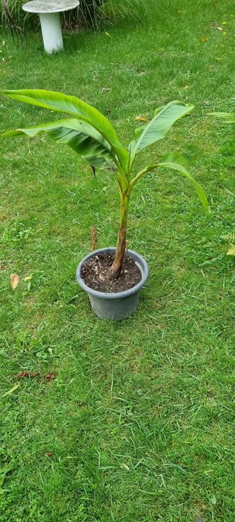 Bananenbaum im Topf (Gebraucht) in egliswil für CHF 25 – nur Abholung ...