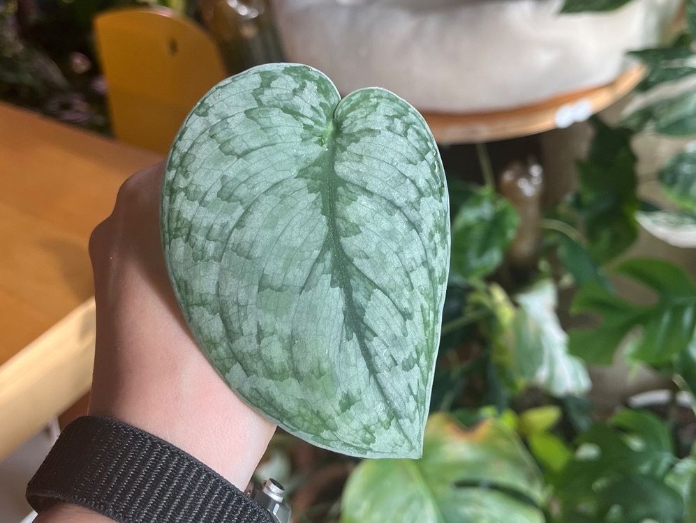 Rare Scindapsus Silver Cloud | Kaufen auf Ricardo