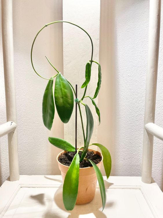 Hoya Treubiana XL 40cm+, very healthy, wonderful flowers!!!! | Kaufen ...