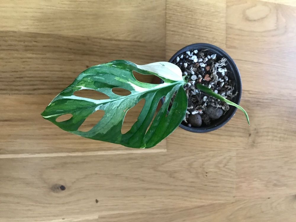 Monstera adansonii variegata 4 farbig | Kaufen auf Ricardo