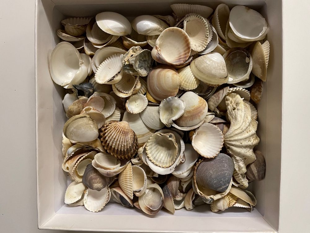 Muscheln zum Basteln | Kaufen auf Ricardo