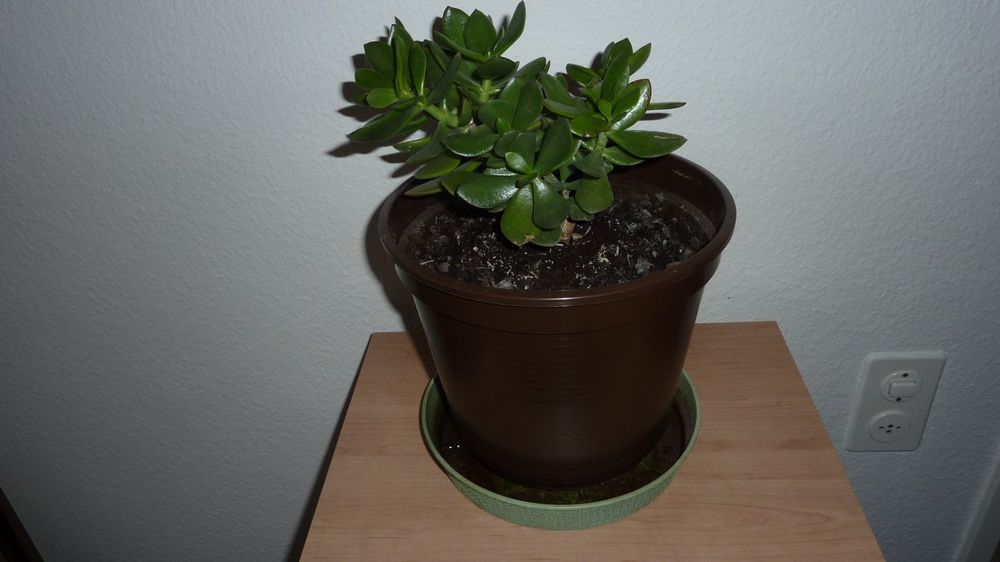 goldbaum (Neu (gemäss Beschreibung)) in Füllinsdorf für CHF 8 – nur ...