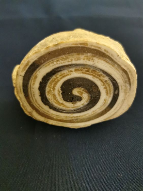 Fossile Actaeonella Gigantea (Neu (gemäss Beschreibung)) in Martigny ...