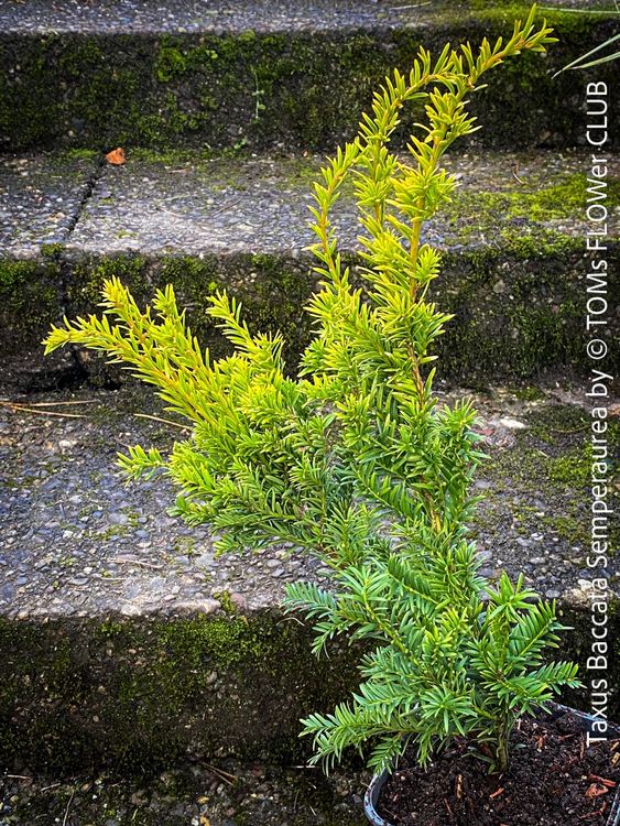 Taxus Baccata Semperaurea - goldene Eibe für Deinen Garten (Neu und ...