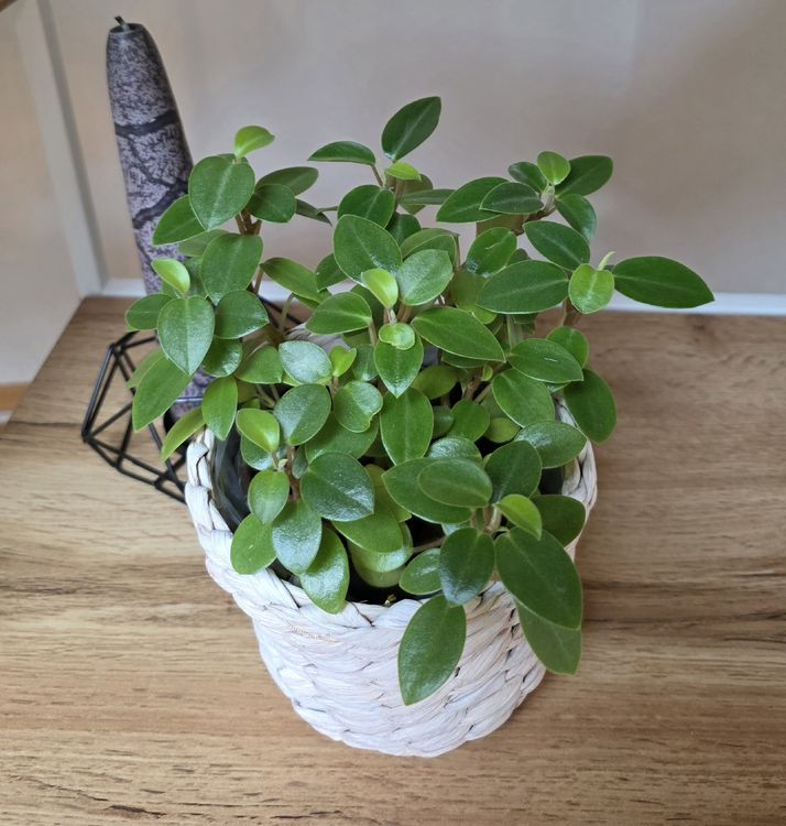Peperomia orba | Kaufen auf Ricardo