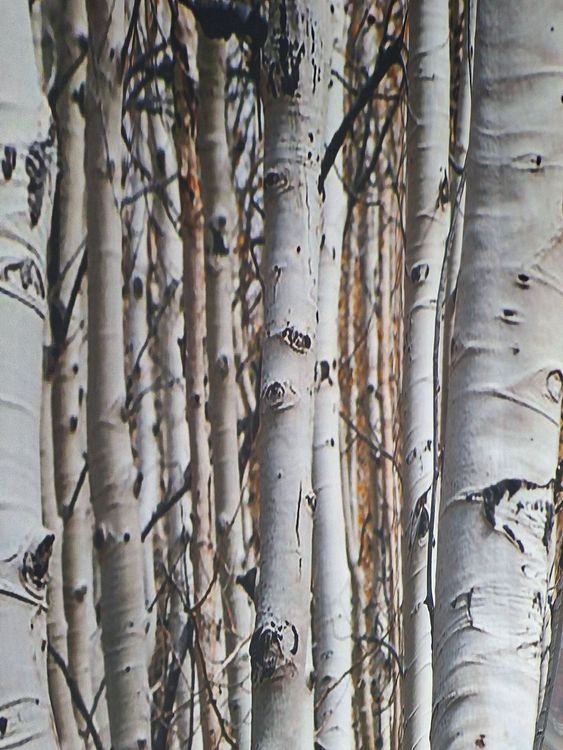 Nachtvorhänge Birkenwald vier Mal 91.5 cm x 216 cm mit Ösen | Kaufen auf Ricardo