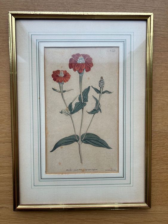 Englischer Original-Kupferstich alt-koloriert | Kaufen auf Ricardo