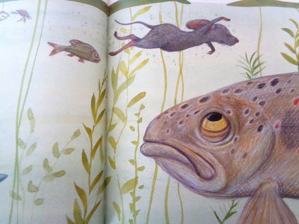 Mutig, mutig / Bilderbuch Lorenz Pauli - Kathrin Schärer (Gebraucht) in ...