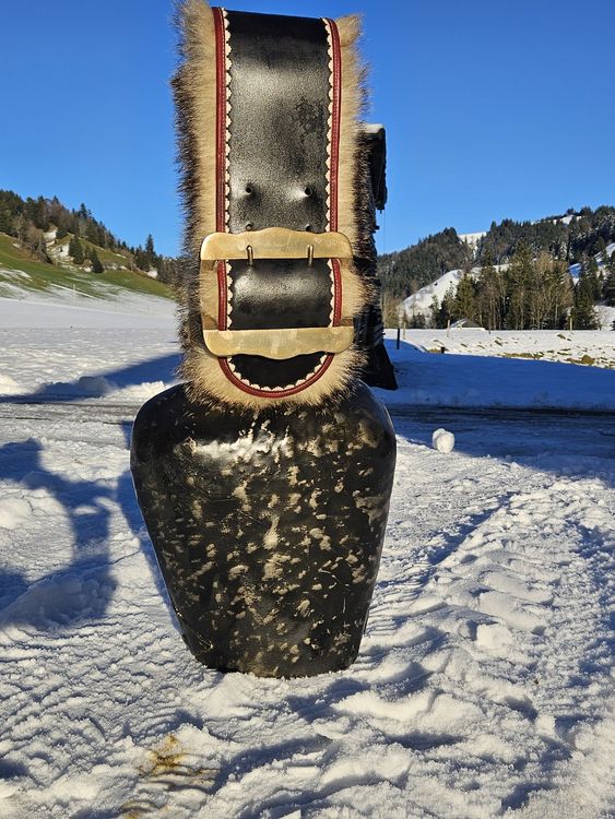 Treichel mit Dachshaar riemen (Gebraucht) in Fankhaus (Trub) für CHF ...