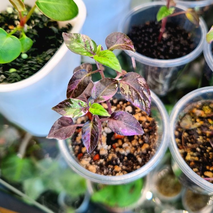 2 Variegierte Chilli (Capsicum frutescens 'Troll Long Phen') (Gebraucht ...